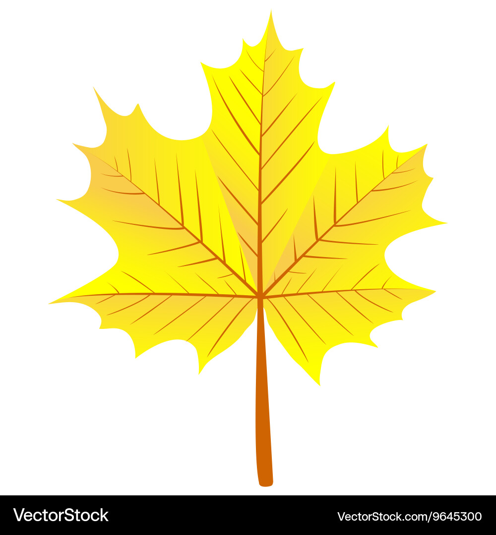 Maple autumn leaf Royalty Free Vector Image - VectorStock