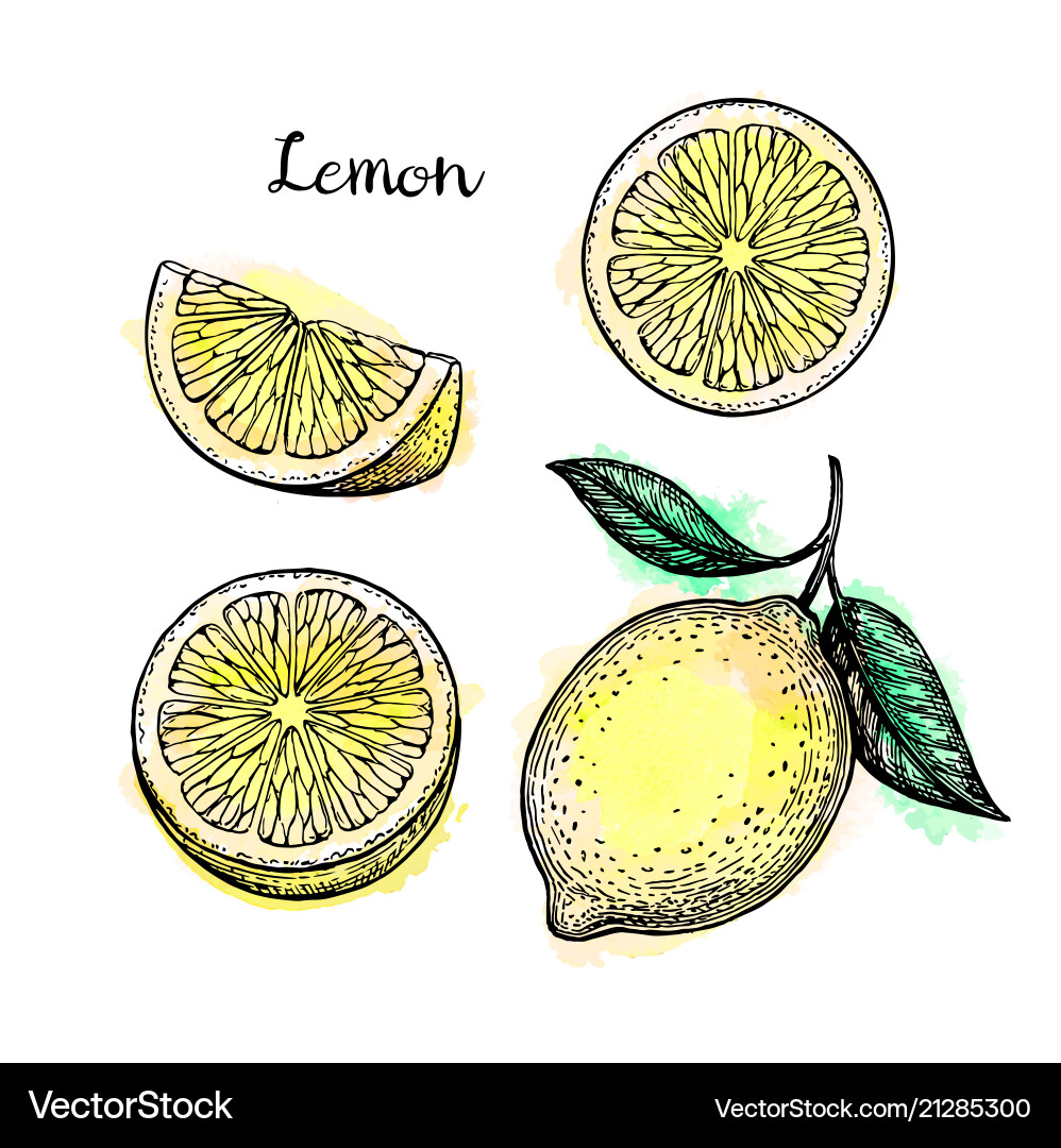 Sketch of lemon Royalty Free Vector Image - VectorStock