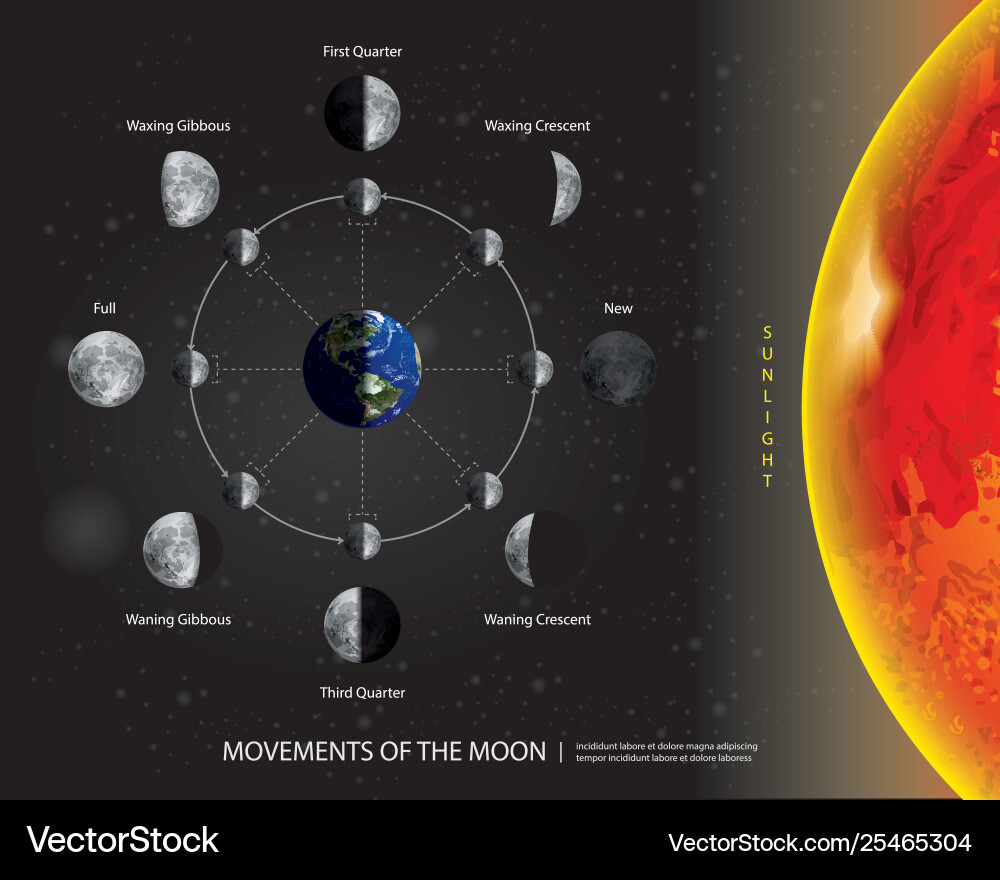 Movements moon 8 lunar phases realistic Royalty Free Vector