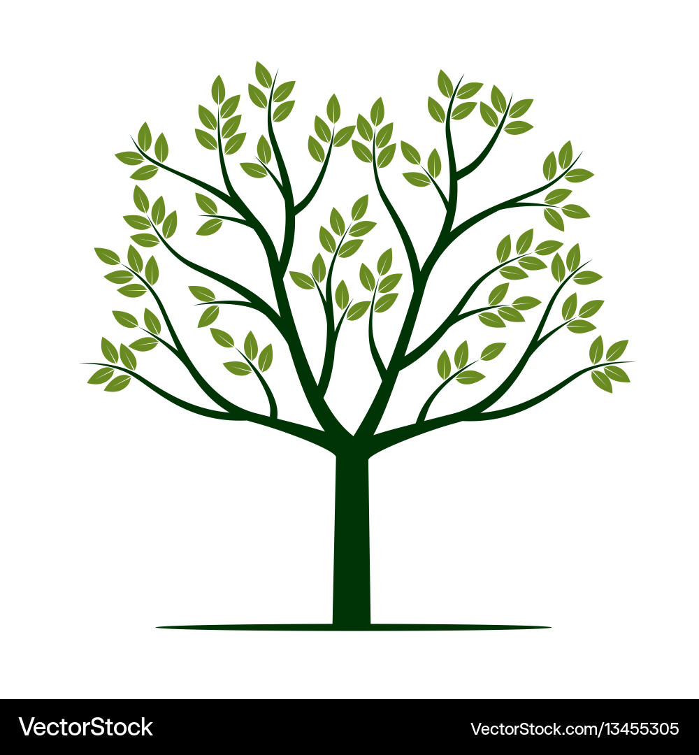 Green tree with leafs Royalty Free Vector Image