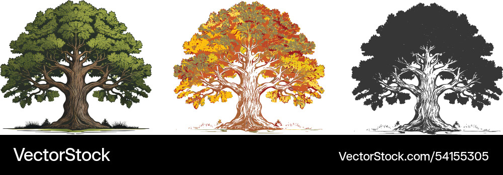 Oak tree Royalty Free Vector Image - VectorStock