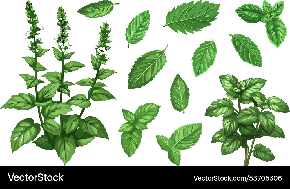 Mint leaf set green branches blooming plant Vector Image