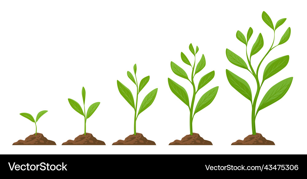Planting tree infographic phases plant growing Vector Image