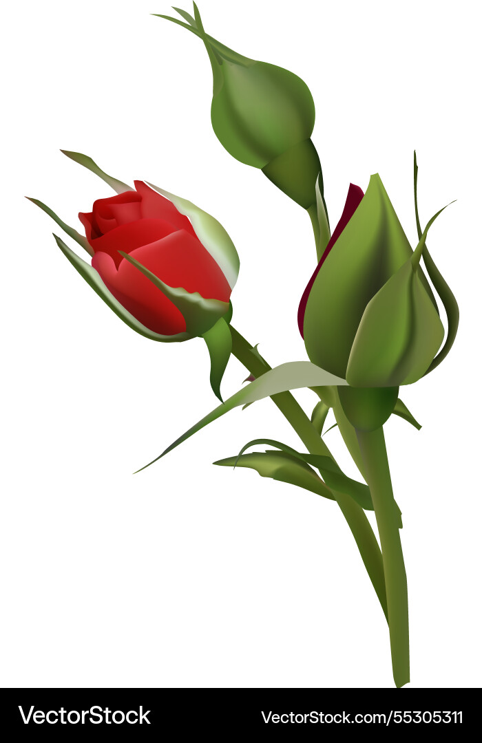 Red roses and budding blooms flourish against Vector Image