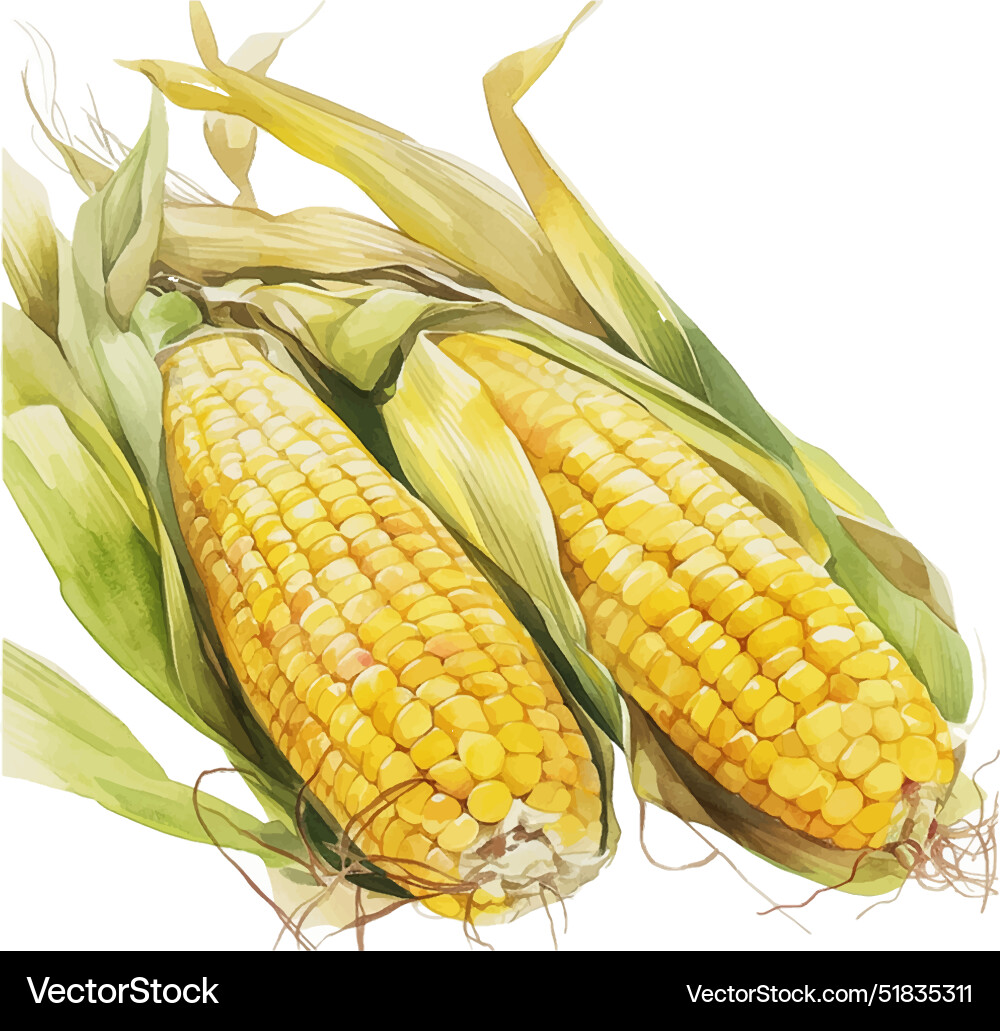 Two yellow corn cobs are shown with their green Vector Image