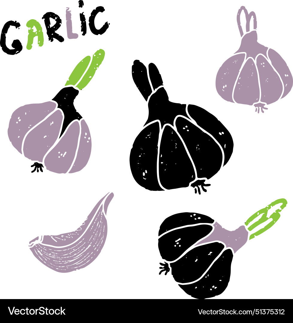 Garlic texture graphic elements set collection Vector Image