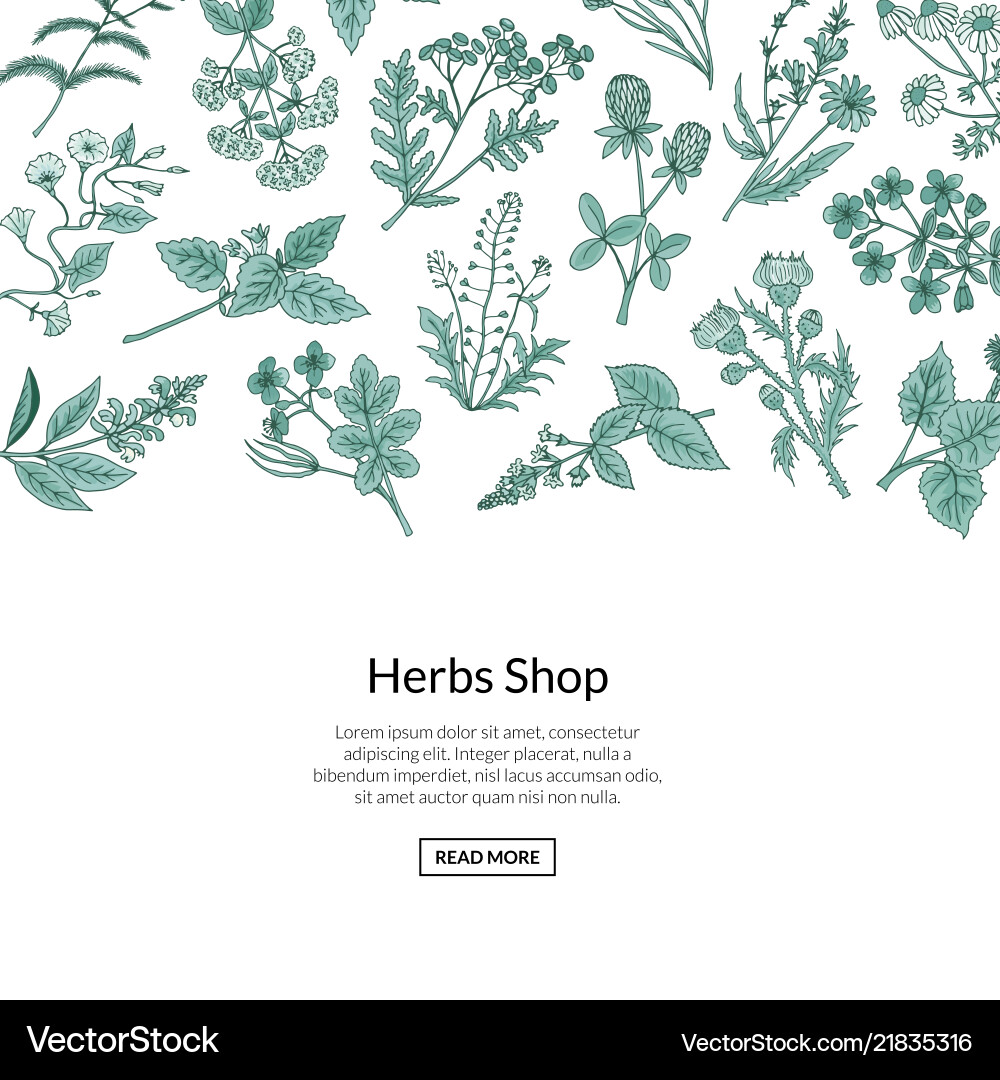 Hand drawn medical herbs background Royalty Free Vector