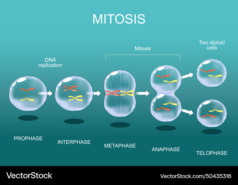 Mitosis cell division Royalty Free Vector Image