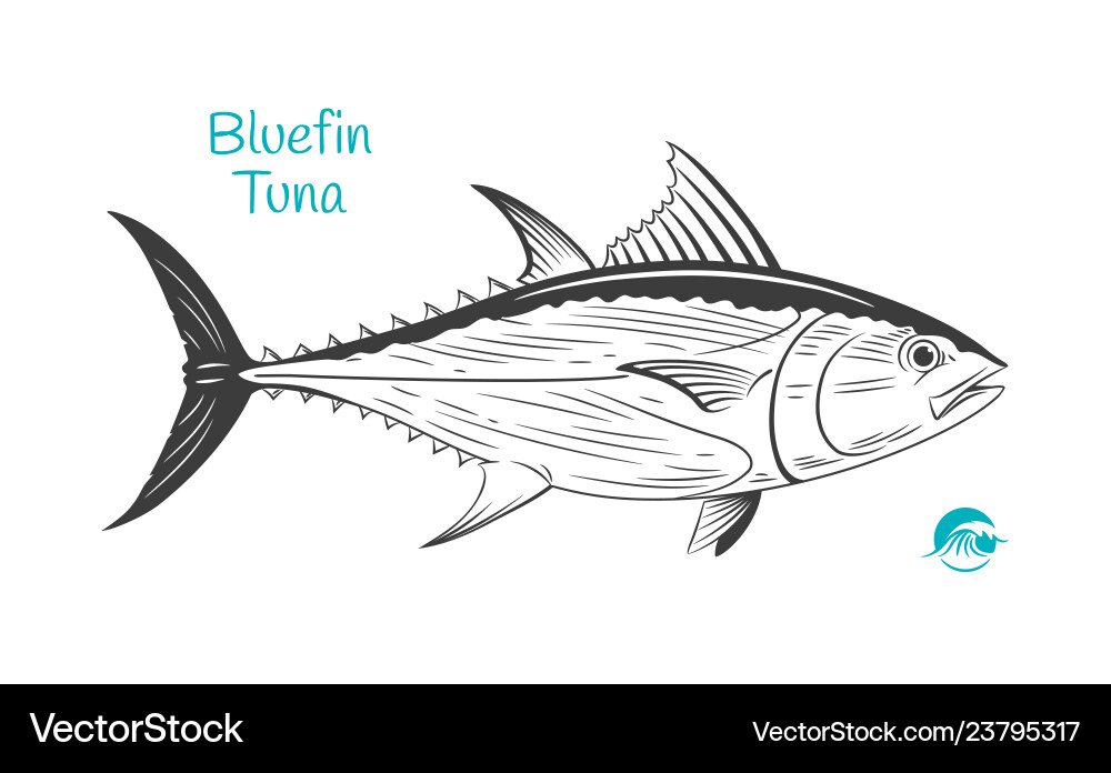 Tuna Drawing Atlantic Vector Images (over 270)