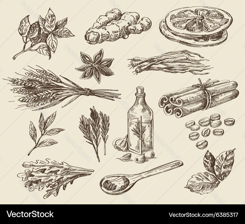 Hand drawn food sketch Royalty Free Vector Image