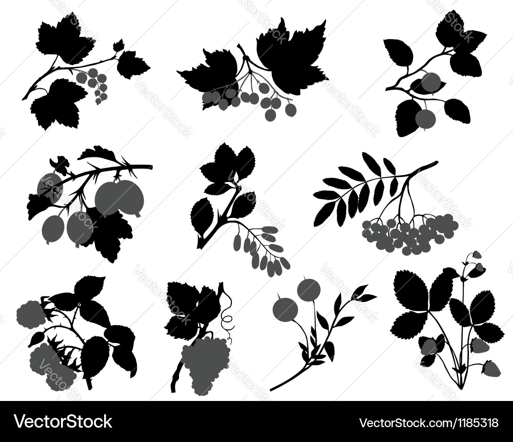 Berry Royalty Free Vector Image - VectorStock