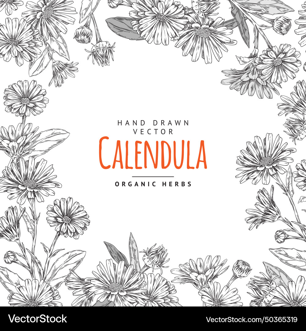 Botanical calendula herb Royalty Free Vector Image