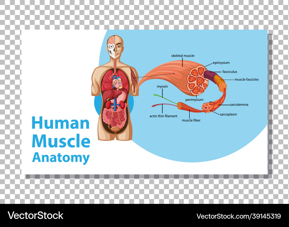 Human muscle anatomy with body Royalty Free Vector Image