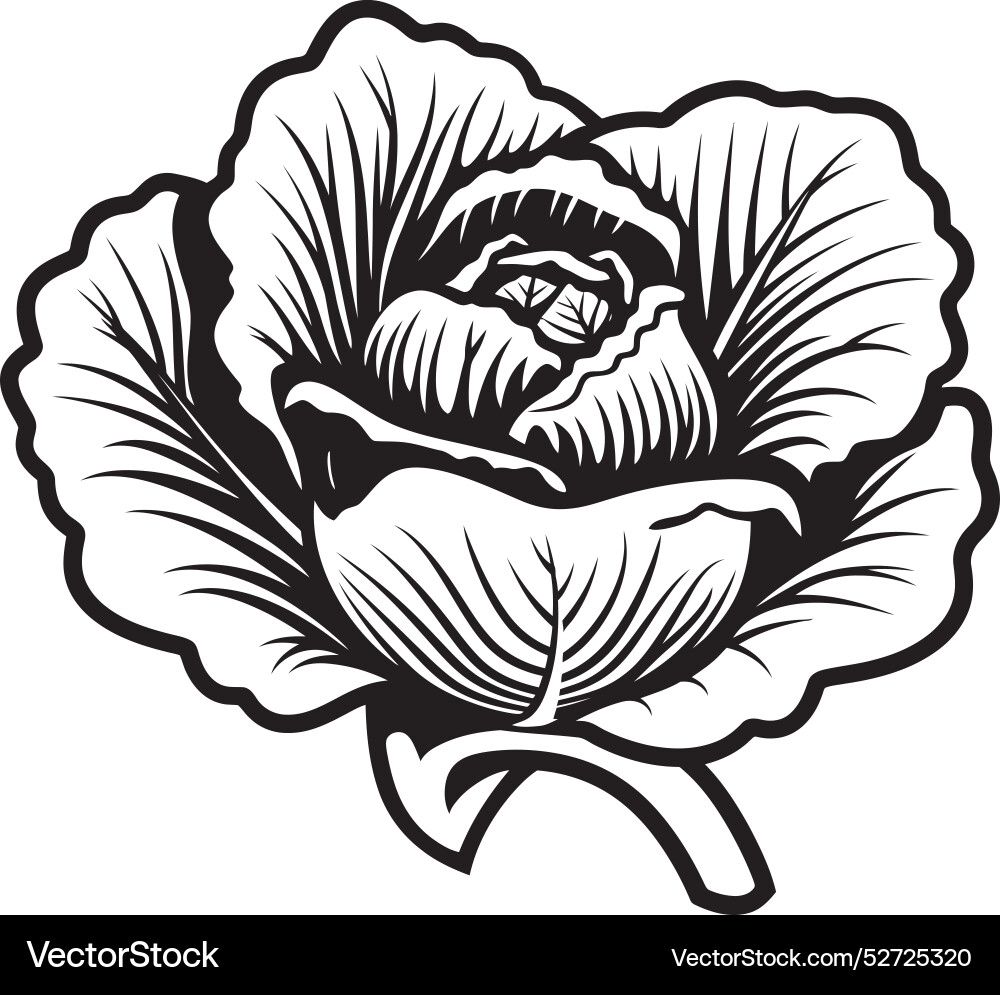 Cabbage renaissance modern twists on classic Vector Image