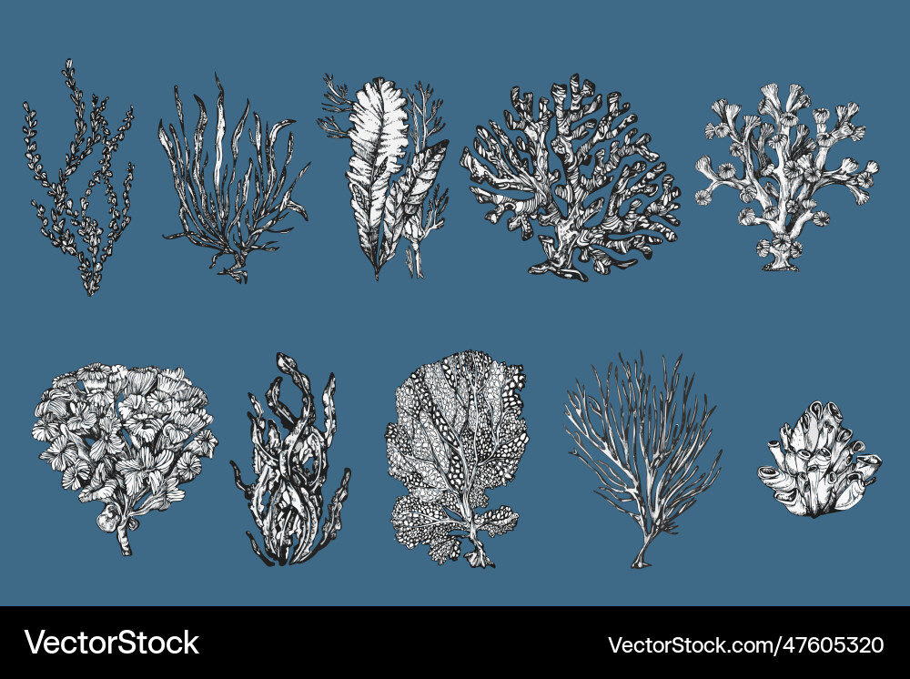 Handdrawn seaweed drawings Royalty Free Vector Image