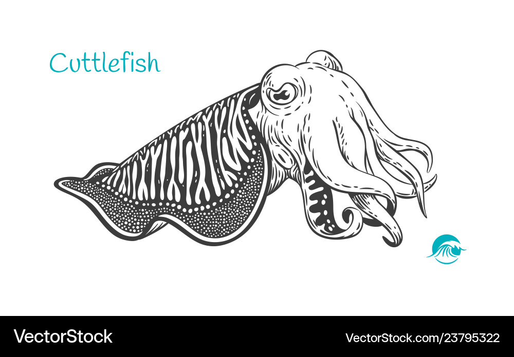 Cuttlefish hand-drawn Royalty Free Vector Image
