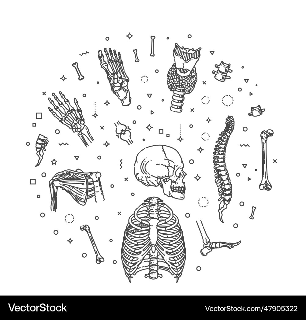 Human skeleton structure banner Royalty Free Vector Image