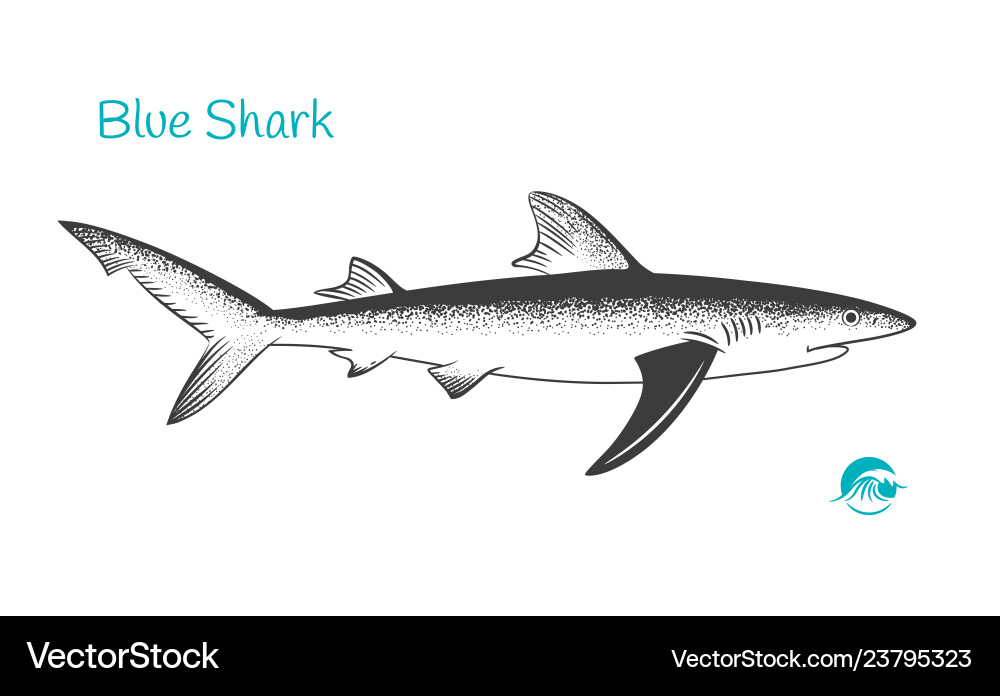 Blue shark hand-drawn Royalty Free Vector Image