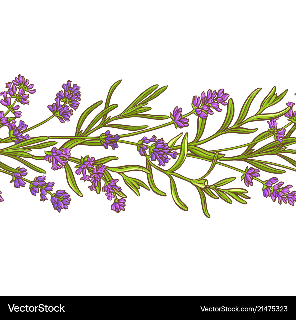 Lavender plant pattern Royalty Free Vector Image