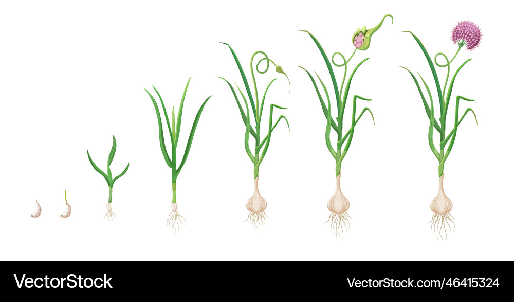 Garlic growth cycle Royalty Free Vector Image - VectorStock
