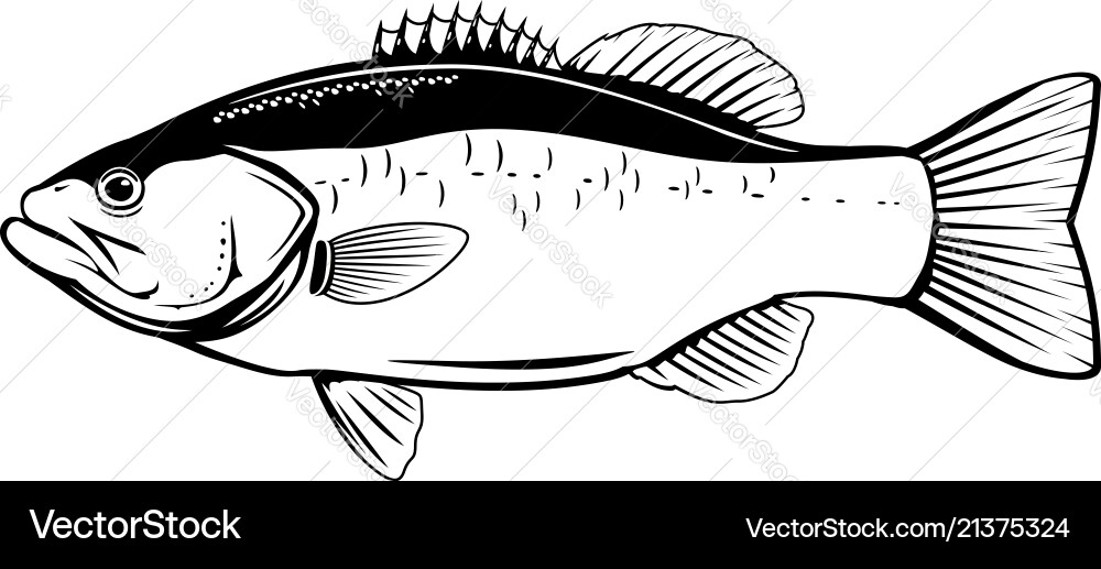 Largemouth bass fish Royalty Free Vector Image