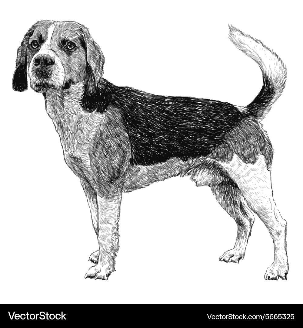 Beagle 04 Royalty Free Vector Image - VectorStock