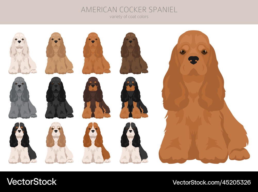 American Cocker Spaniel - All Coat Colors Vector Image