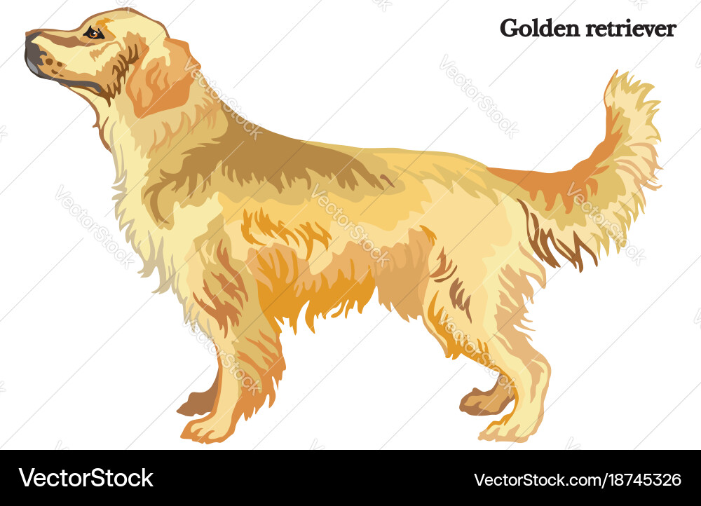 Golden retriever Royalty Free Vector Image - VectorStock