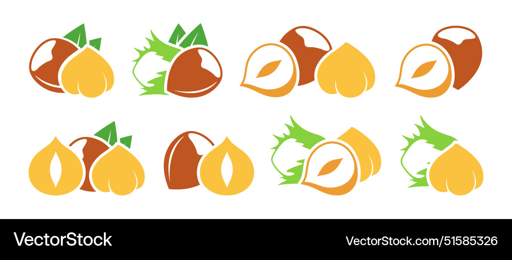 Hazelnut Close-Up Royalty Free Vector Image - VectorStock