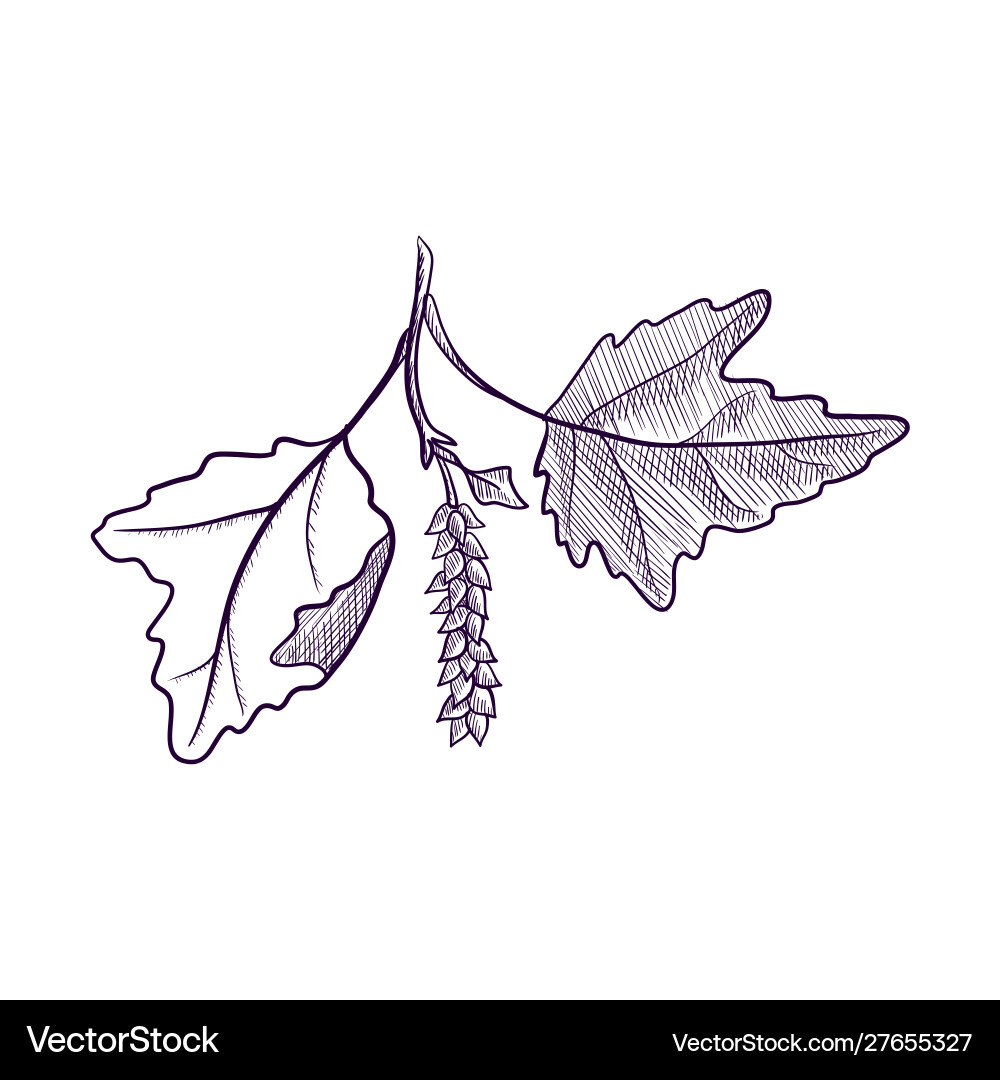 Drawing branch white poplar tree Royalty Free Vector Image