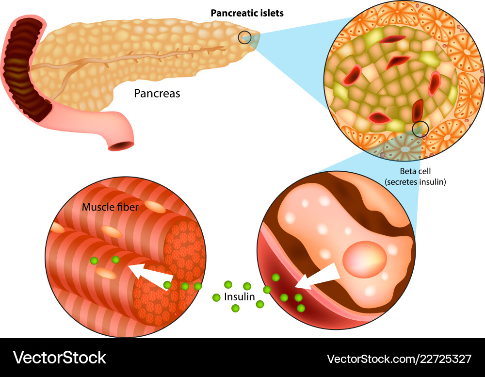 Insulin production in the pancrea Royalty Free Vector Image