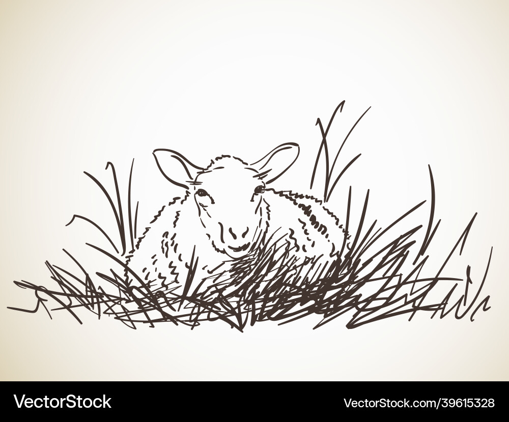Sheep Royalty Free Vector Image - VectorStock