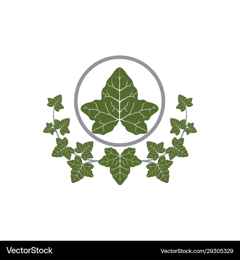 Ivy leaf design Royalty Free Vector Image - VectorStock