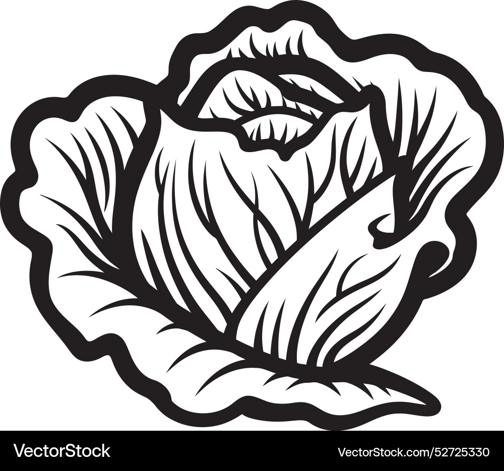 Cabbage confidential insider tricks for cooking Vector Image