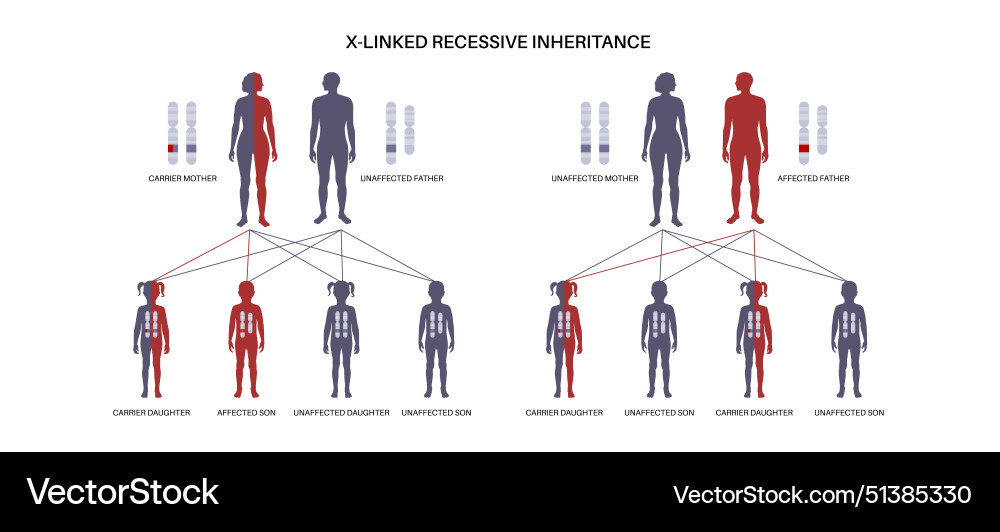 X linked recessive inheritance Royalty Free Vector Image X linked recessive inheritance Royalty Free Vector Image