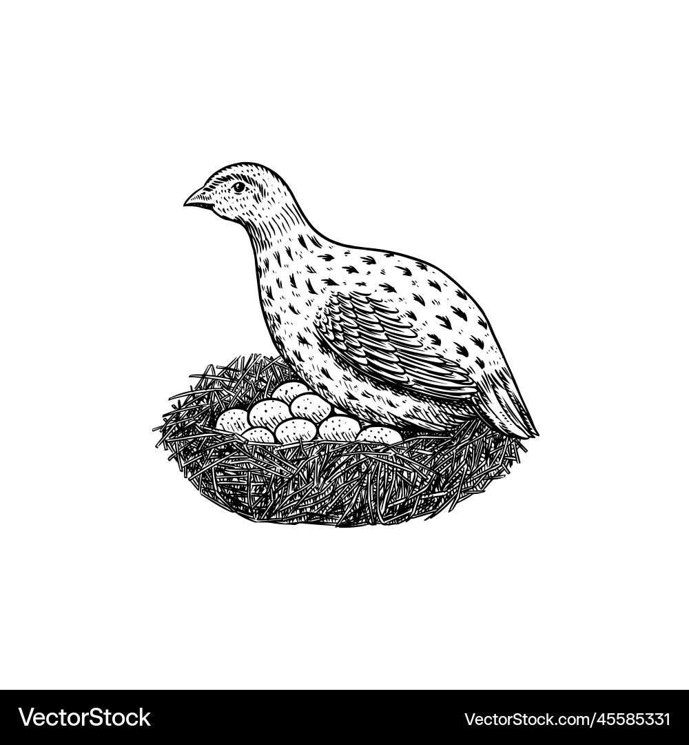 Common quail bird and nest with eggs hand drawn Vector Image
