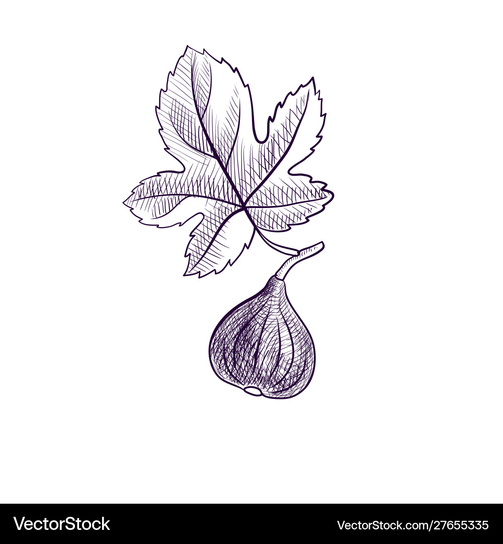 Drawing branch fig tree Royalty Free Vector Image