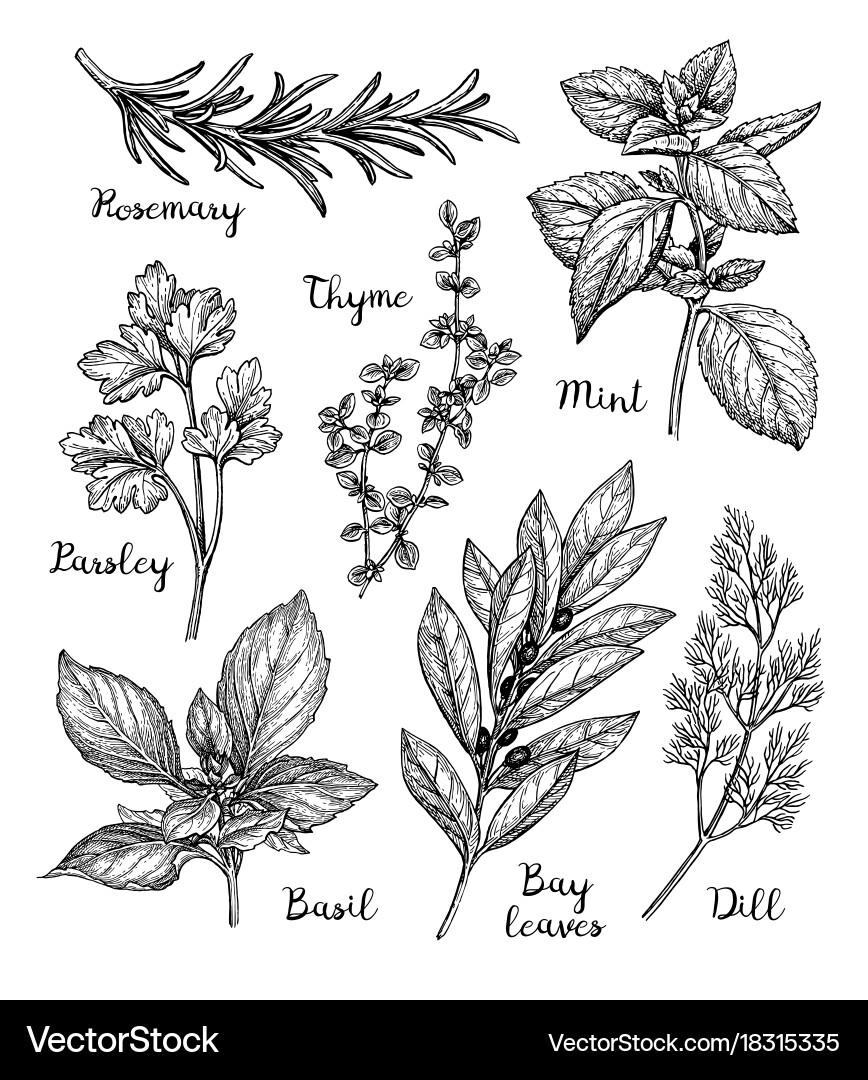 Ink sketch of herbs Royalty Free Vector Image - VectorStock