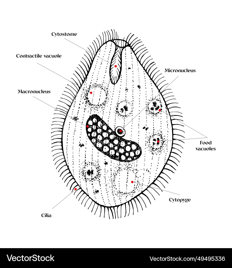 Balantidium Coli Cyst