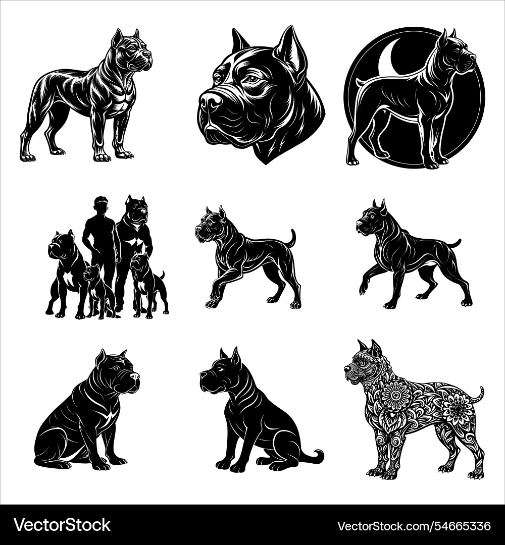 Cane corso dog breed Royalty Free Vector Image