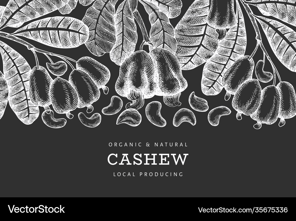 Hand drawn sketch cashew design template organic Vector Image