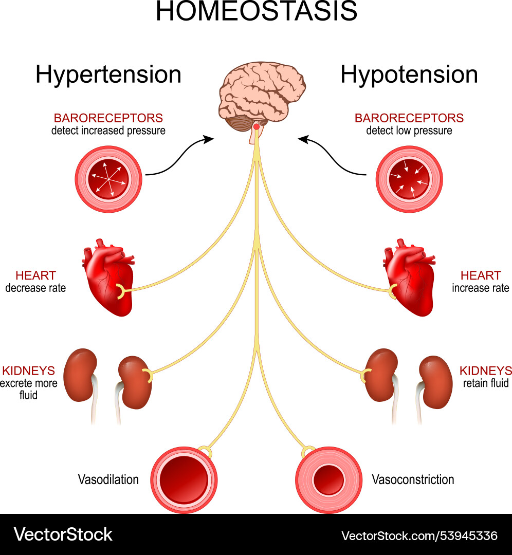 Homeostasis blood pressure regulation Royalty Free Vector