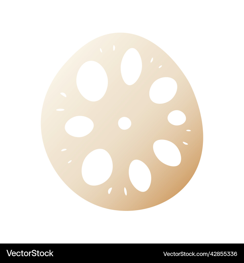 Lotus root Royalty Free Vector Image - VectorStock