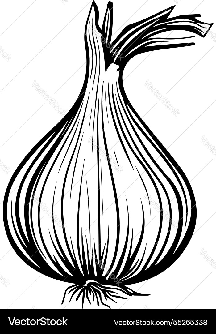 Shallot onion garlic bulb black and white Vector Image