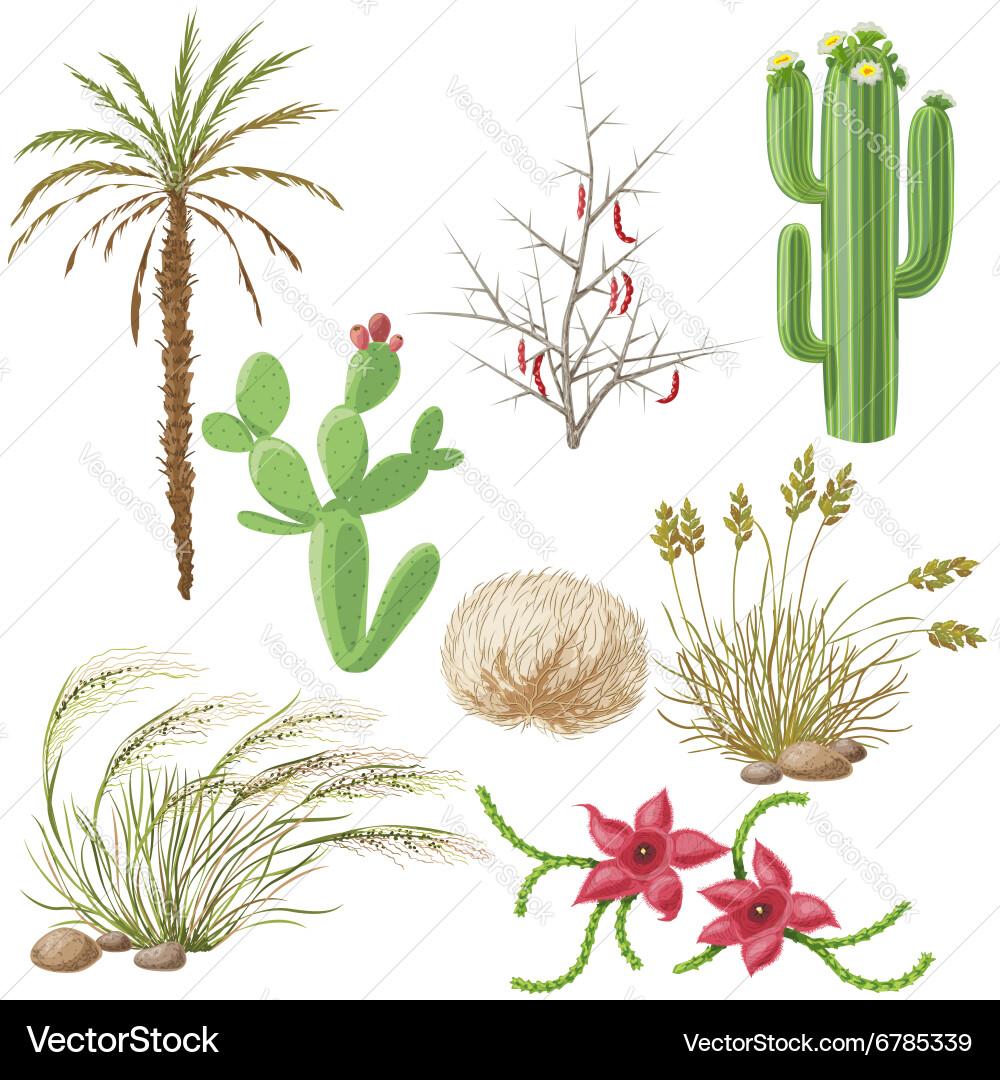Desert plants Royalty Free Vector Image - VectorStock