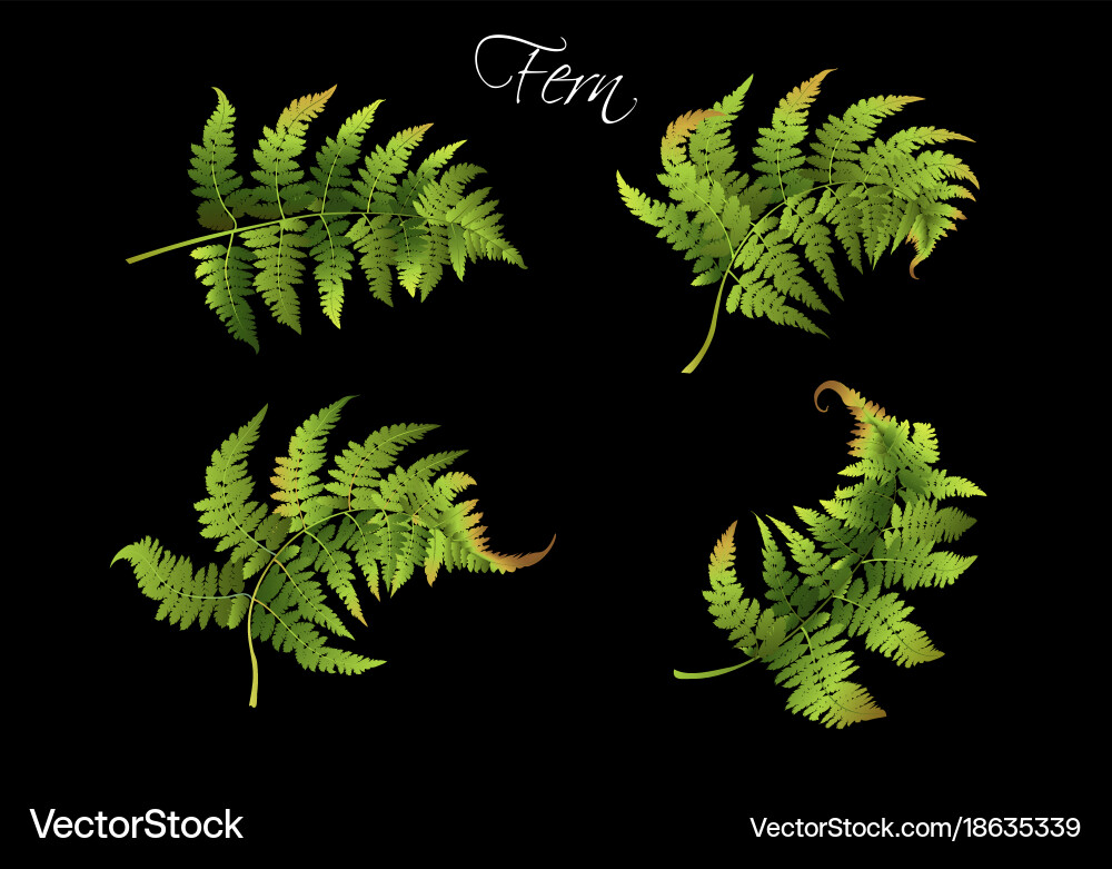 Fern realistic set Royalty Free Vector Image - VectorStock