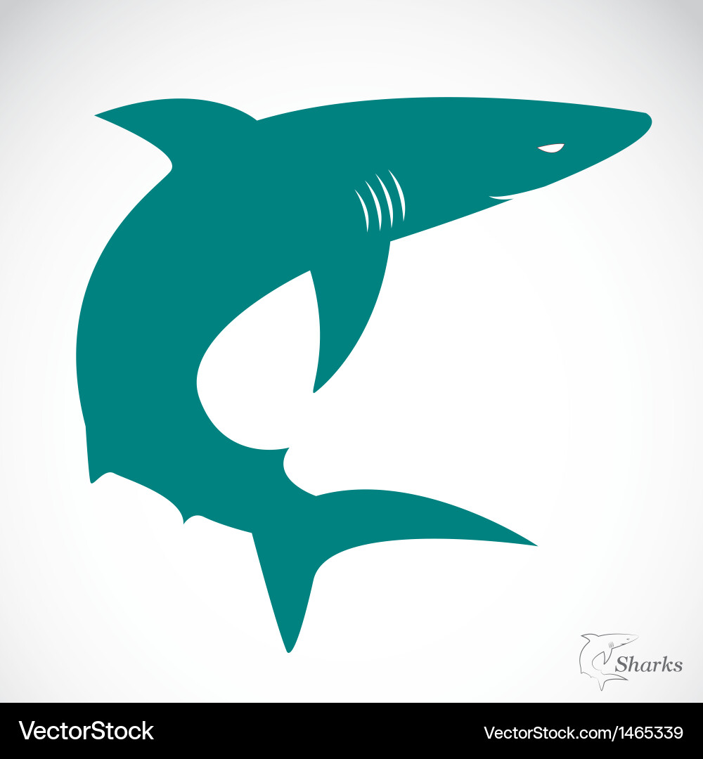 Shark Royalty Free Vector Image - VectorStock