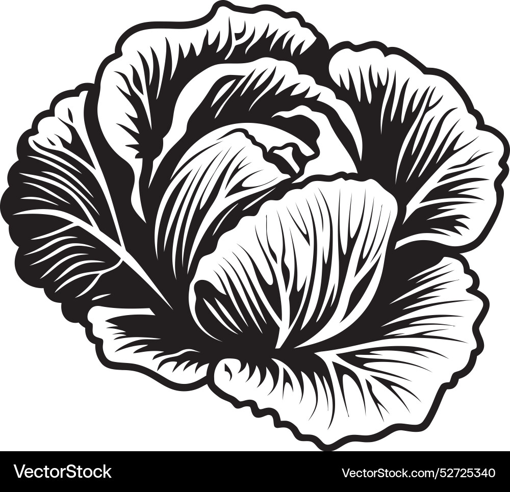 Cabbage creations modern innovations Royalty Free Vector