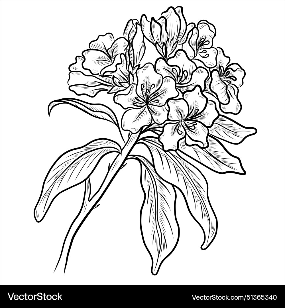 Rhododendron Drawing Easy Step By Step Guide To Drawing A Beautiful