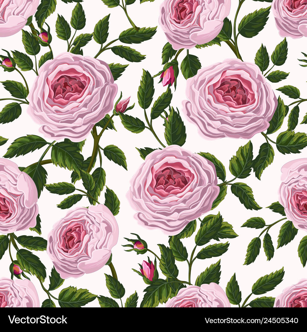 Seamless pattern with pink english roses Vector Image